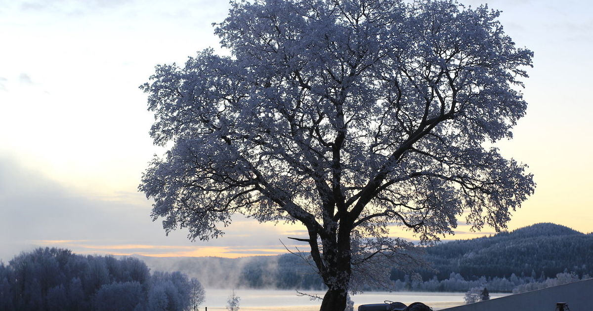 November frost - Gardsfruene