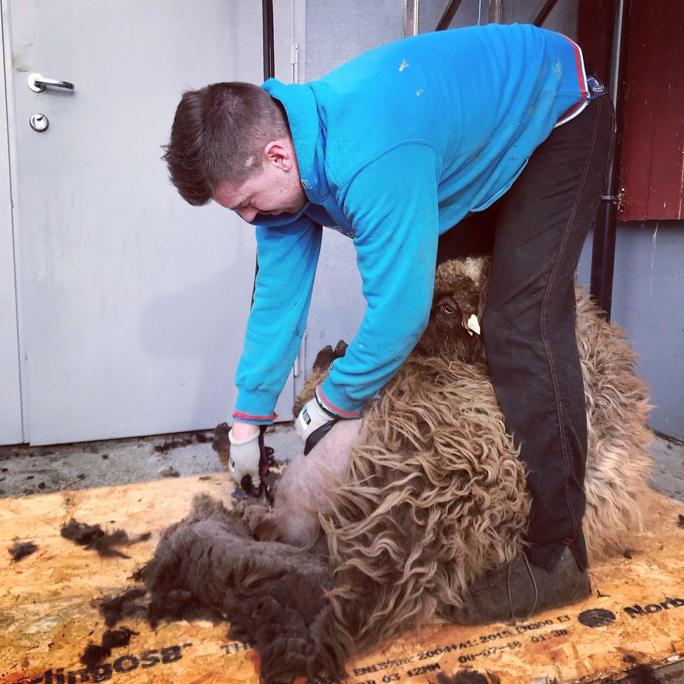 Hairdressing for sheep - Gardsfruene